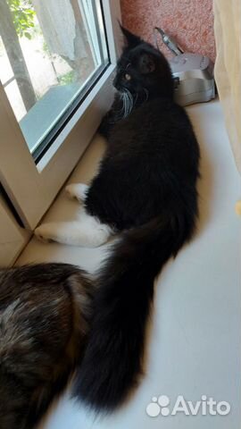 Большие умные кошки