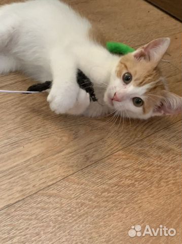 Котята рыжие в добрые руки