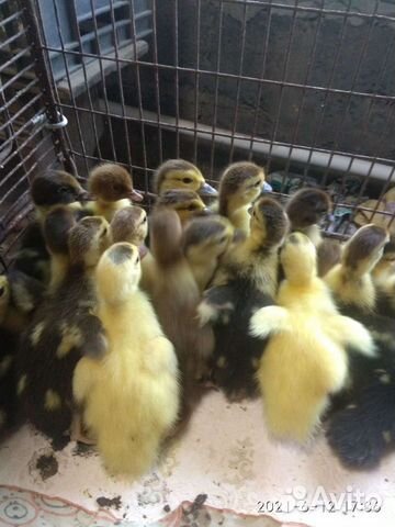 Утята шипуны