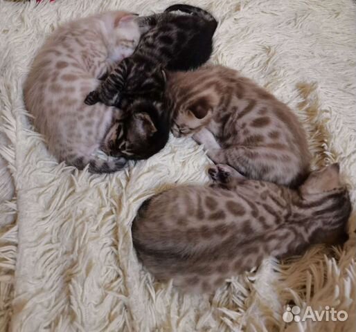 Бенгальские котята