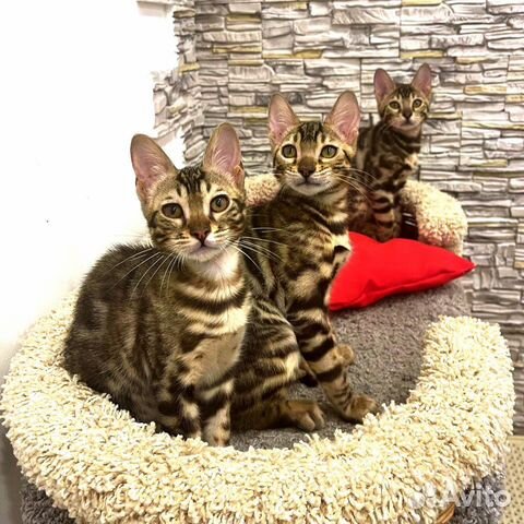 Бенгальские Клубные красотки