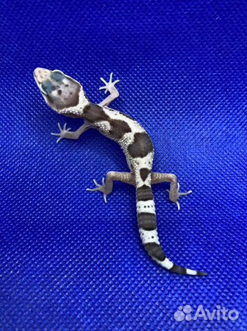 Эублефар Mack Snow het Raptor самка