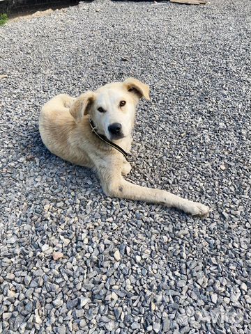 Самый добрый в мире пес