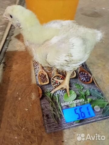 Цыплята бройлеры подрощенные 17 дней