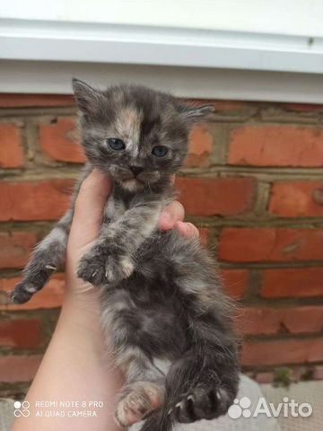 Коты и кошка британка