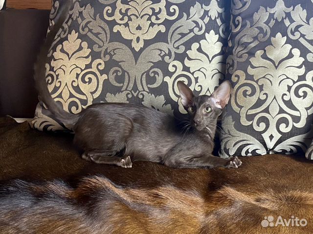 Ориентальный шоколадный мачо