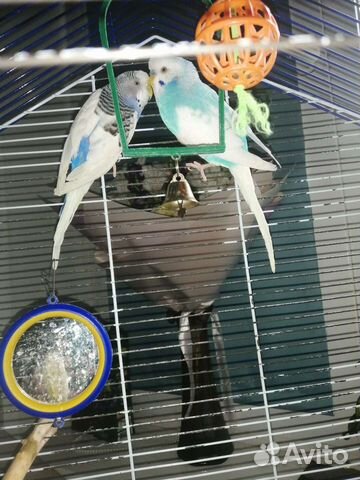 Попугаи пара