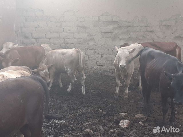 Телята 5 месяцев