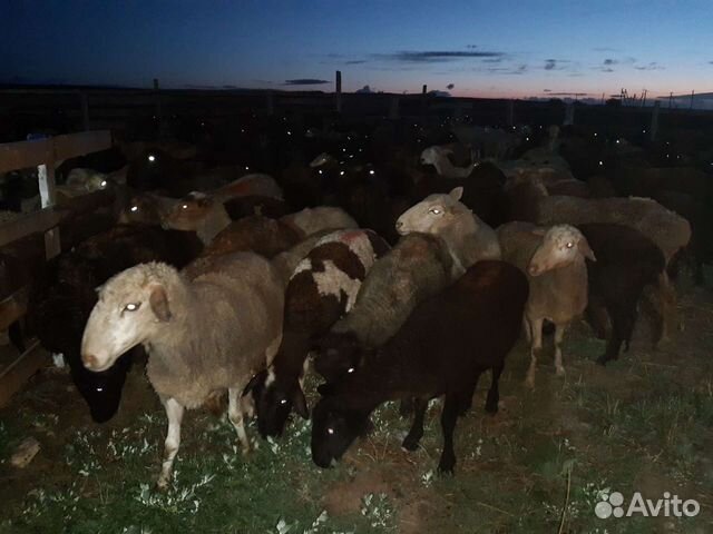 Овцы бараны ягнята