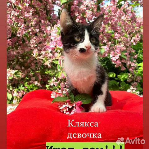 Котенок Клякса ищет дом