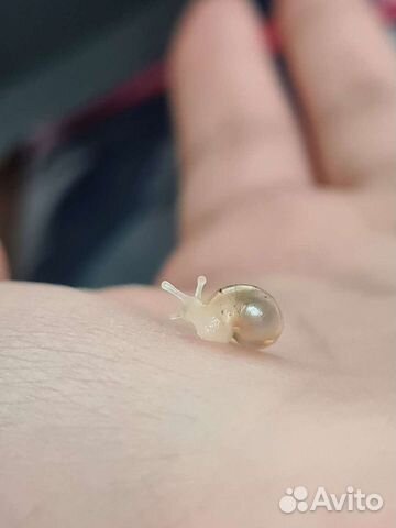 Детёныш улитки ахатин