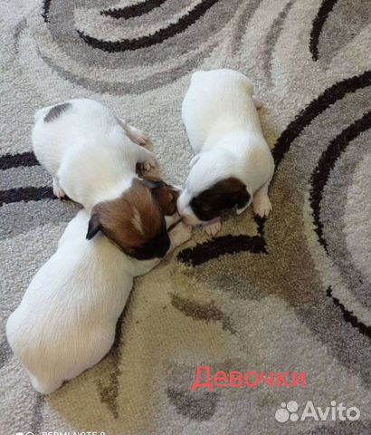 Щенки джек Рассел терьер