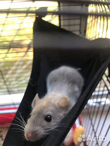 Крысы дамбо рекс и крысята без хвоста