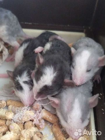 Крысята дамбо