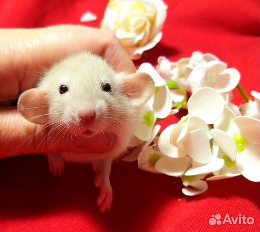Крысята от rat love