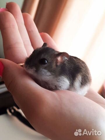 Джунгарский хомяк бесплатно