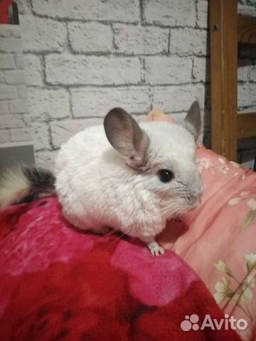Шиншилла