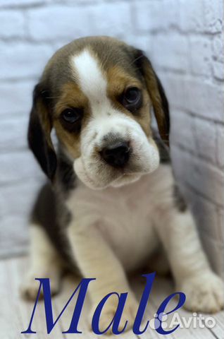 Бигли детки