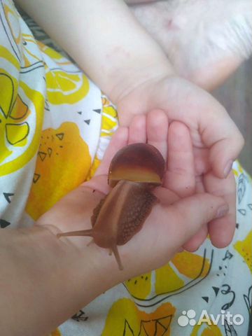 Продаю улиток Ахатины