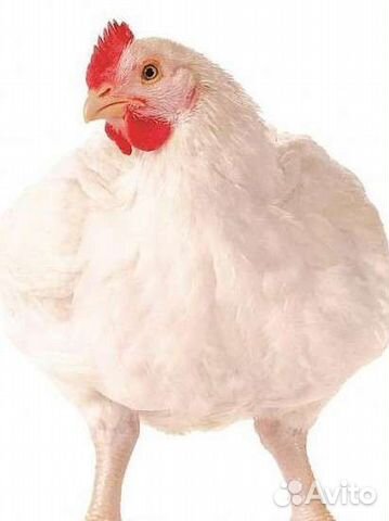 Куры бройлеры
