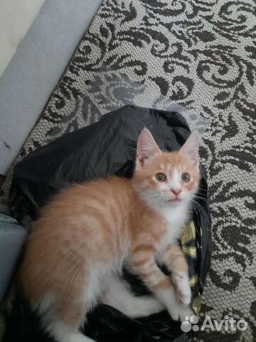 Мальчик Коржик