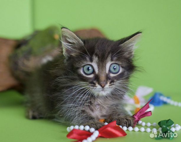 Пушистая полосатая кошечка а-ля сибирячка 1,5 меся