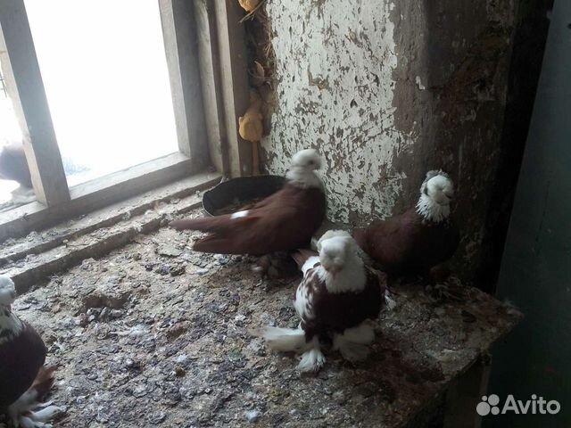 Продажа голубей благодарненские и павлин индийский