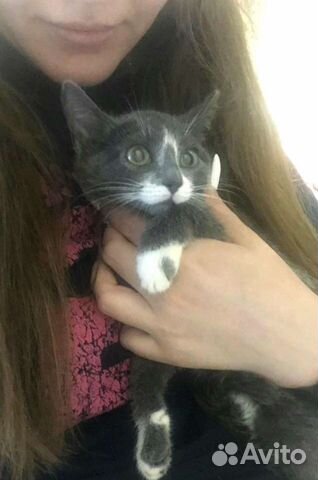 Котенок девочка 2 с половиной месяца