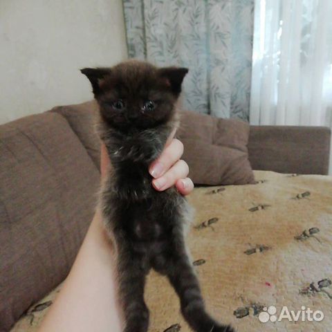 Британские котята