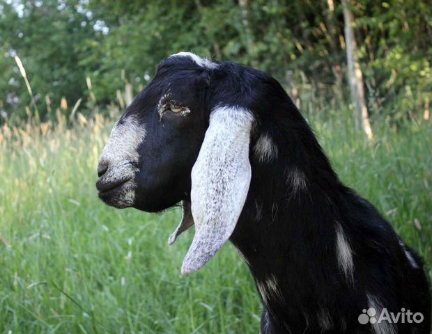 Нубийские козлики