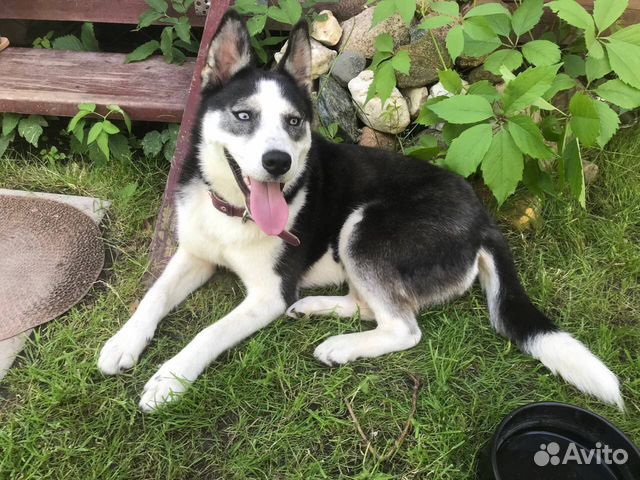 Хаски в дар