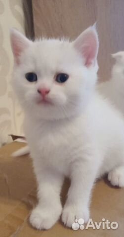 Белый котенок