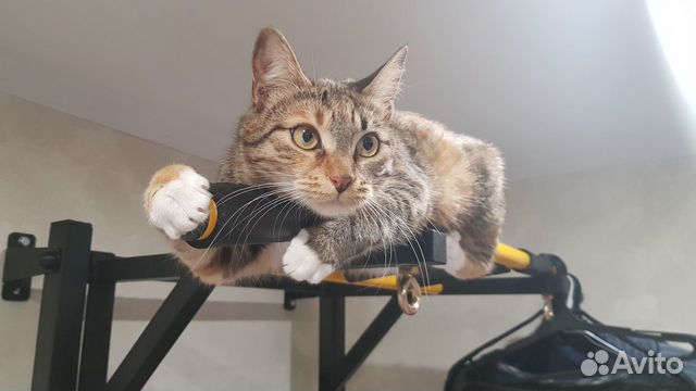Кошечка в добрые руки