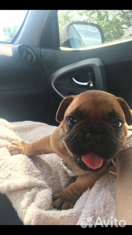 Французский бульдог