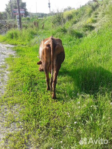 Корова дойная