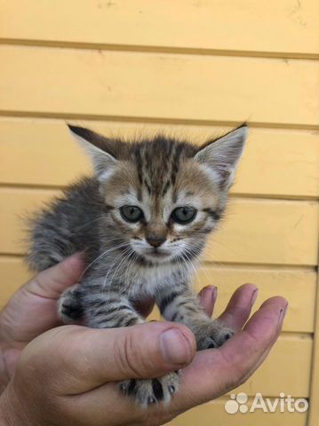 Отдам котят в добрые руки