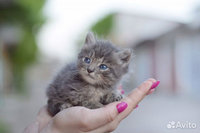 Котята мальчики в добрые руки