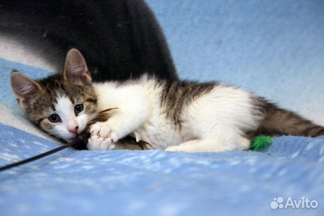 Котенок Бусик в добрые руки