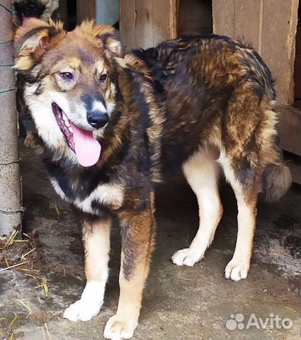 Крупный щенок Эрик, родился в ноябре 2020г