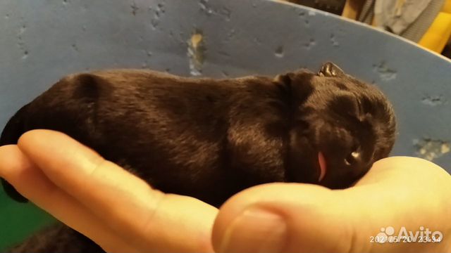 Щенки скотч терьера