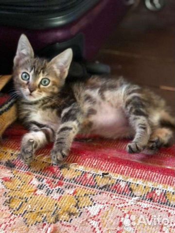 Котёнок, котята малышка 1,5 мес. в добрые руки