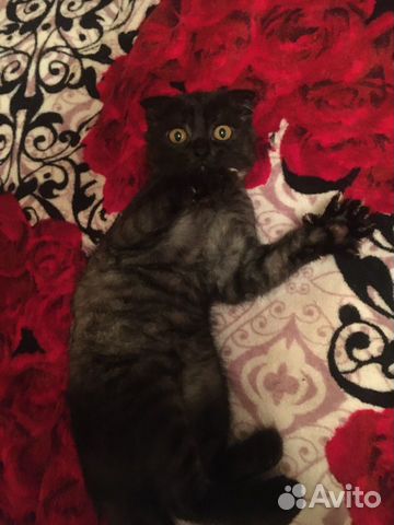 Кошка в дар