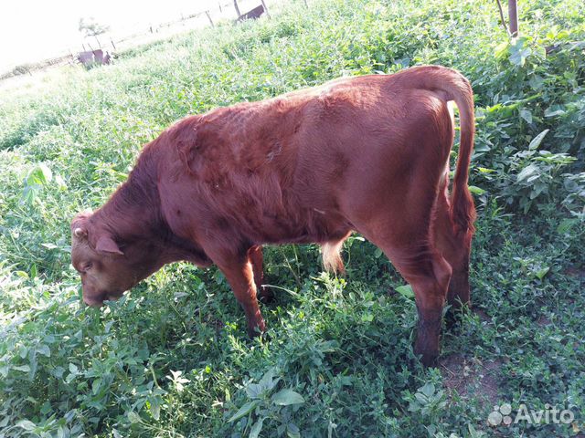 Коровы с телятами