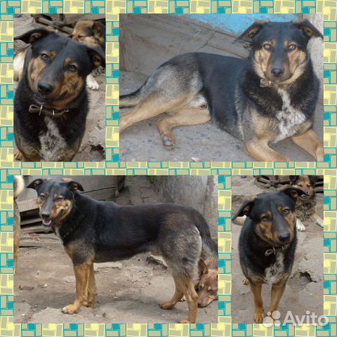 Собака в добрые руки