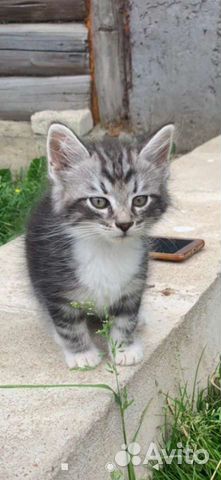 Котенок мальчик ищет дом