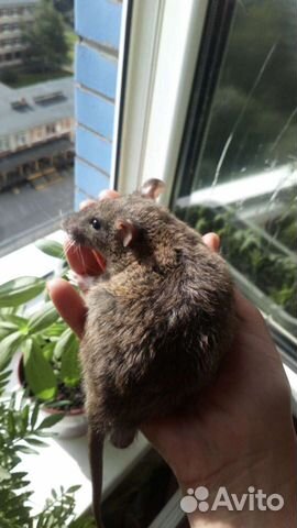 Крысята агути лонг