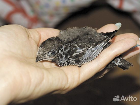 Стриж птица