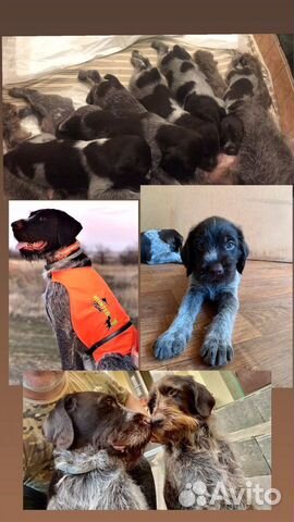 Щенок породы дратхаар