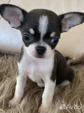 Голубая чебурашка