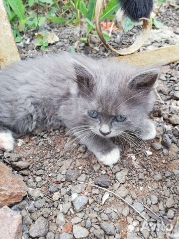 Кошки в дар